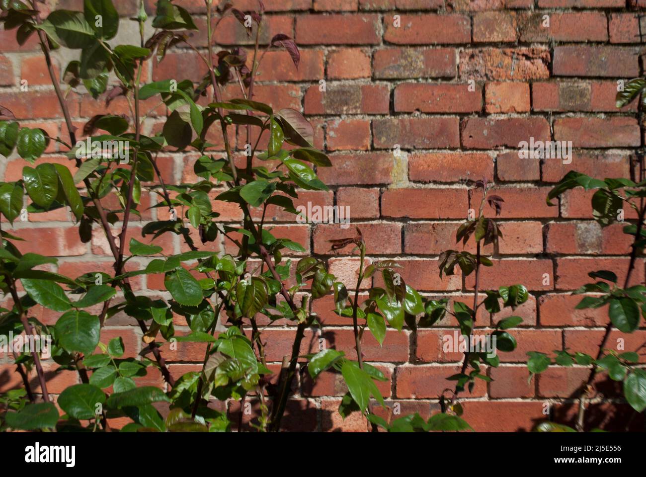 Leaves of rose bush against an old brick wall in garden in Ruskington ...
