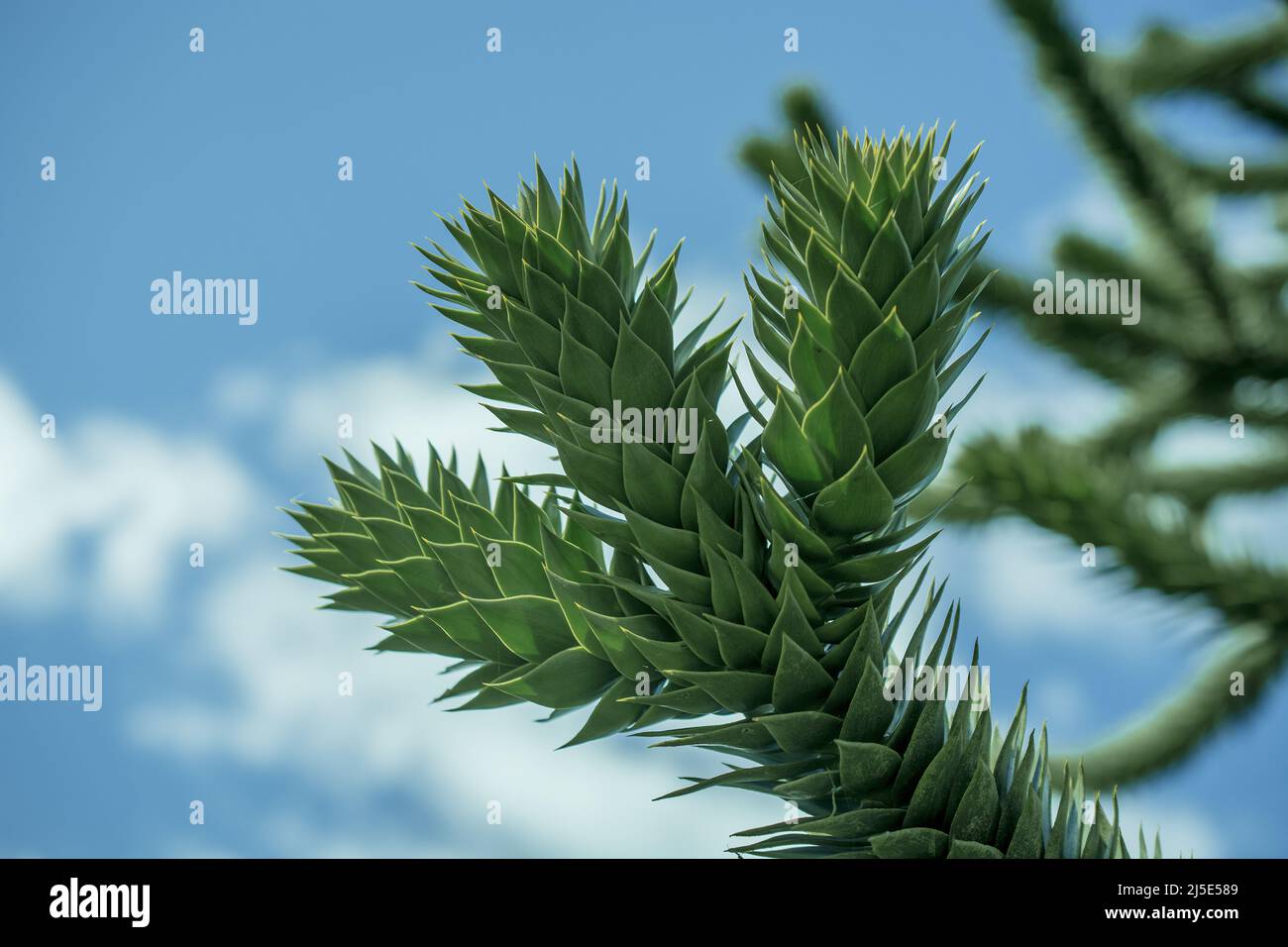 photo of natural spring background Stock Photo - Alamy