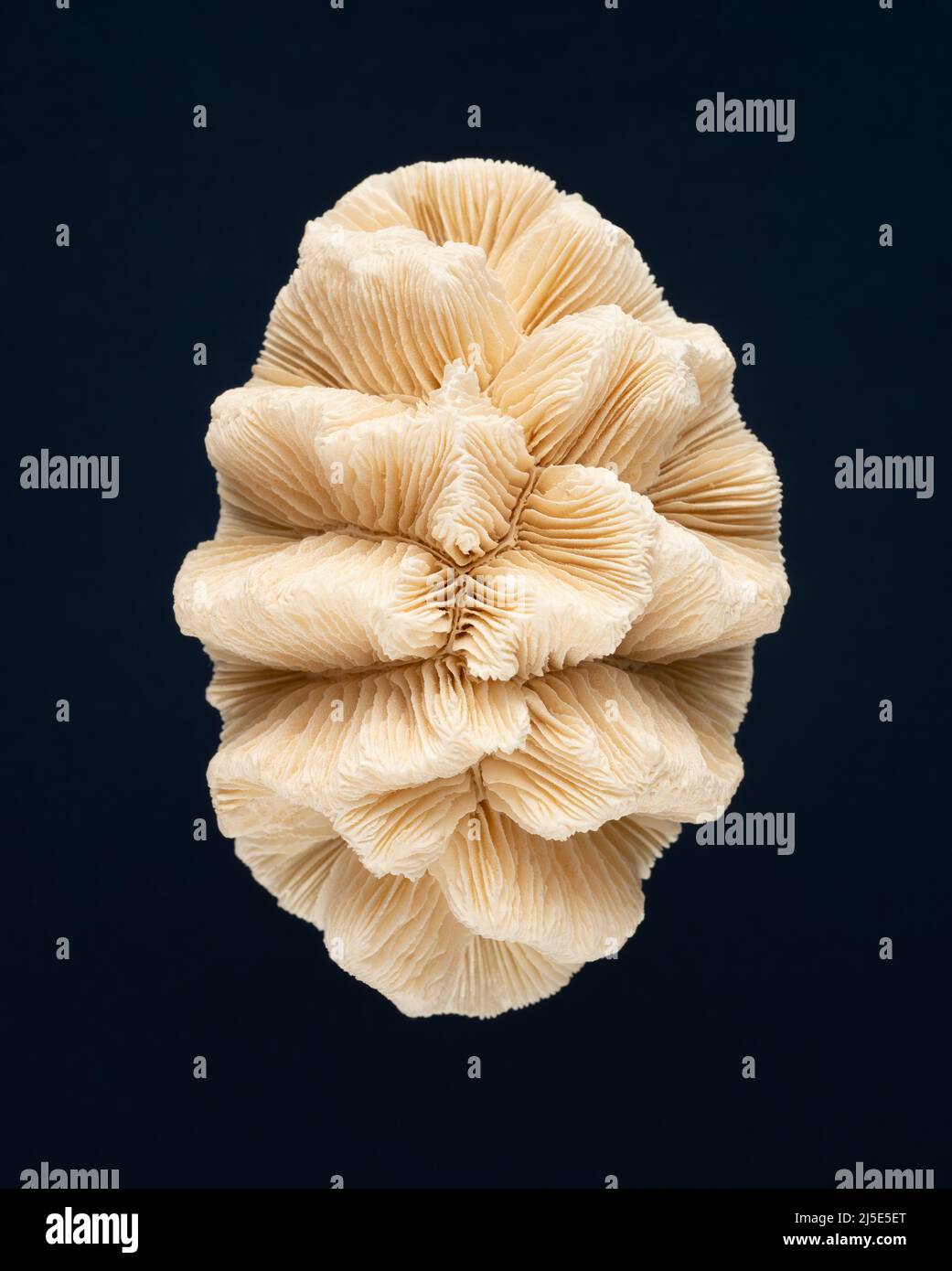 Dead white coral skeleton isolated over dark background Stock Photo - Alamy