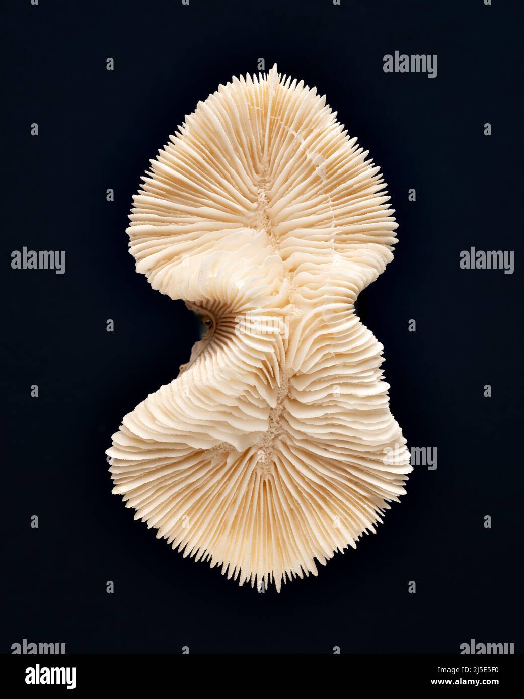 Dead white coral skeleton isolated over dark background Stock Photo - Alamy