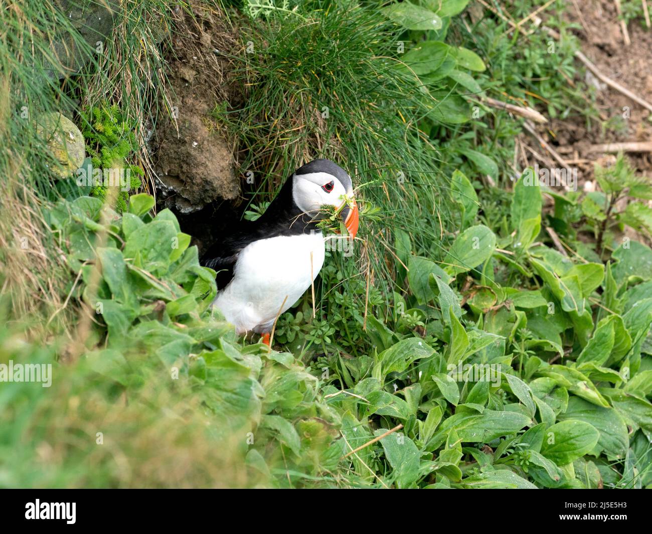 Puffin surrounded by vegetation hi-res stock photography and images - Alamy