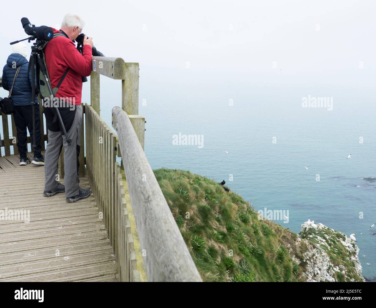 Bird watchers on viewing platform at Bempton cliffs Stock Photo - Alamy