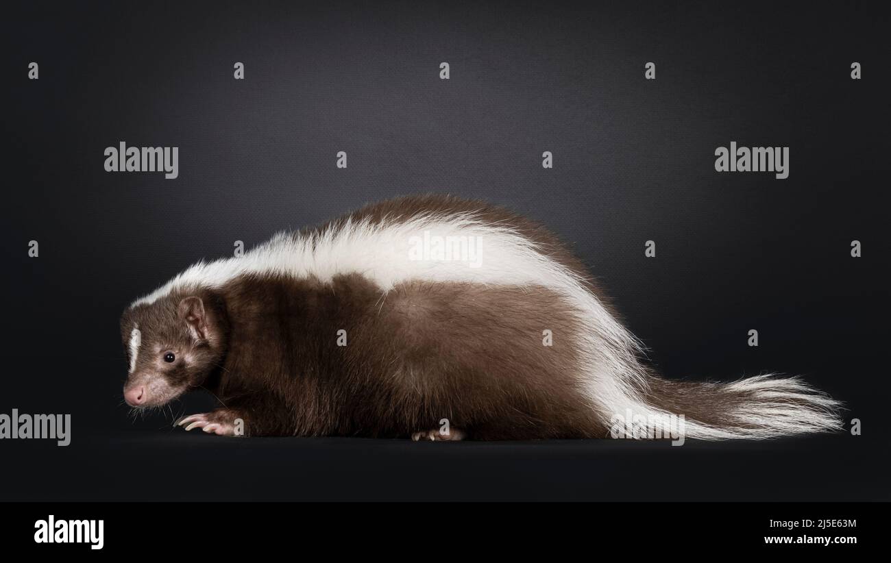 Young brown classic striped skunk, standing side ways. Head turned ...