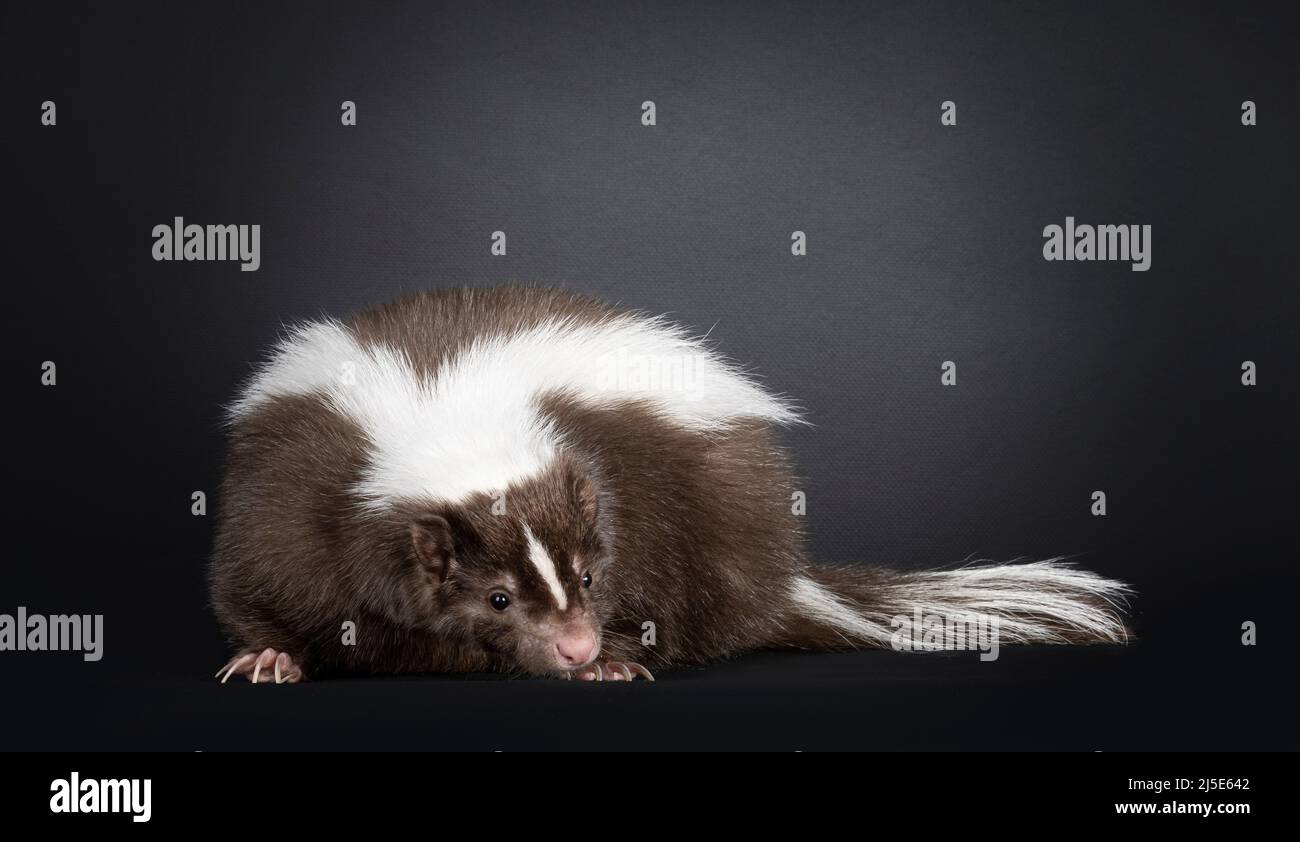Young brown classic striped skunk, turning to front. Looking towards ...