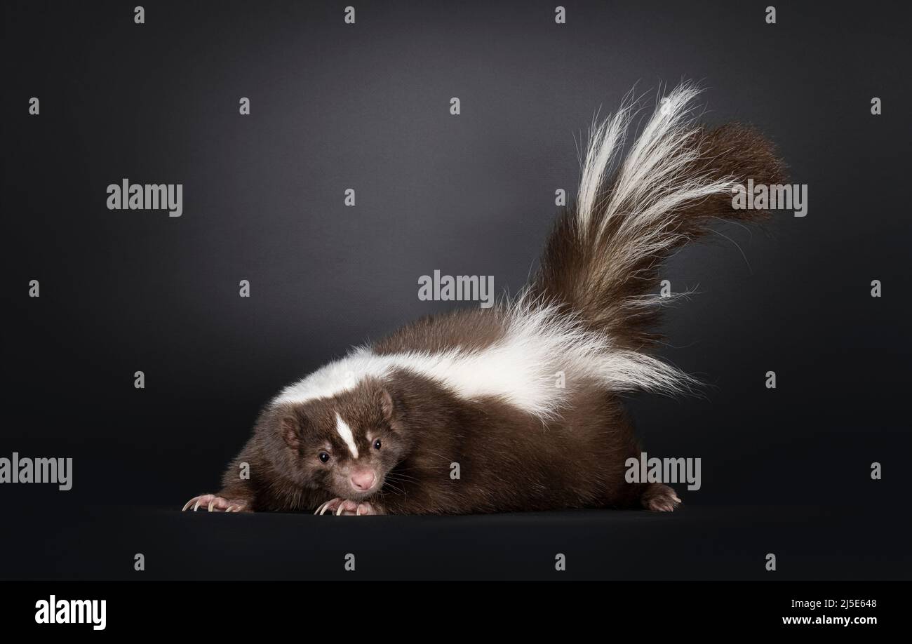 Young brown classic striped skunk, laying down side ways. Looking ...