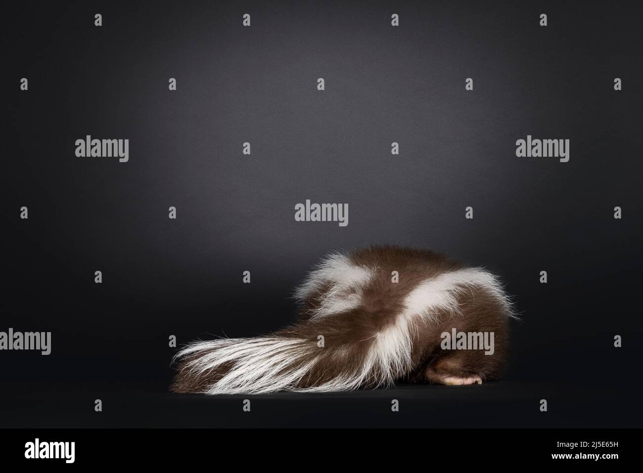 Young brown classic striped skunk, walking away. Showing butt and tail ...