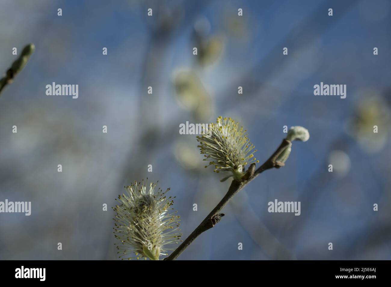 photo of natural spring background Stock Photo - Alamy