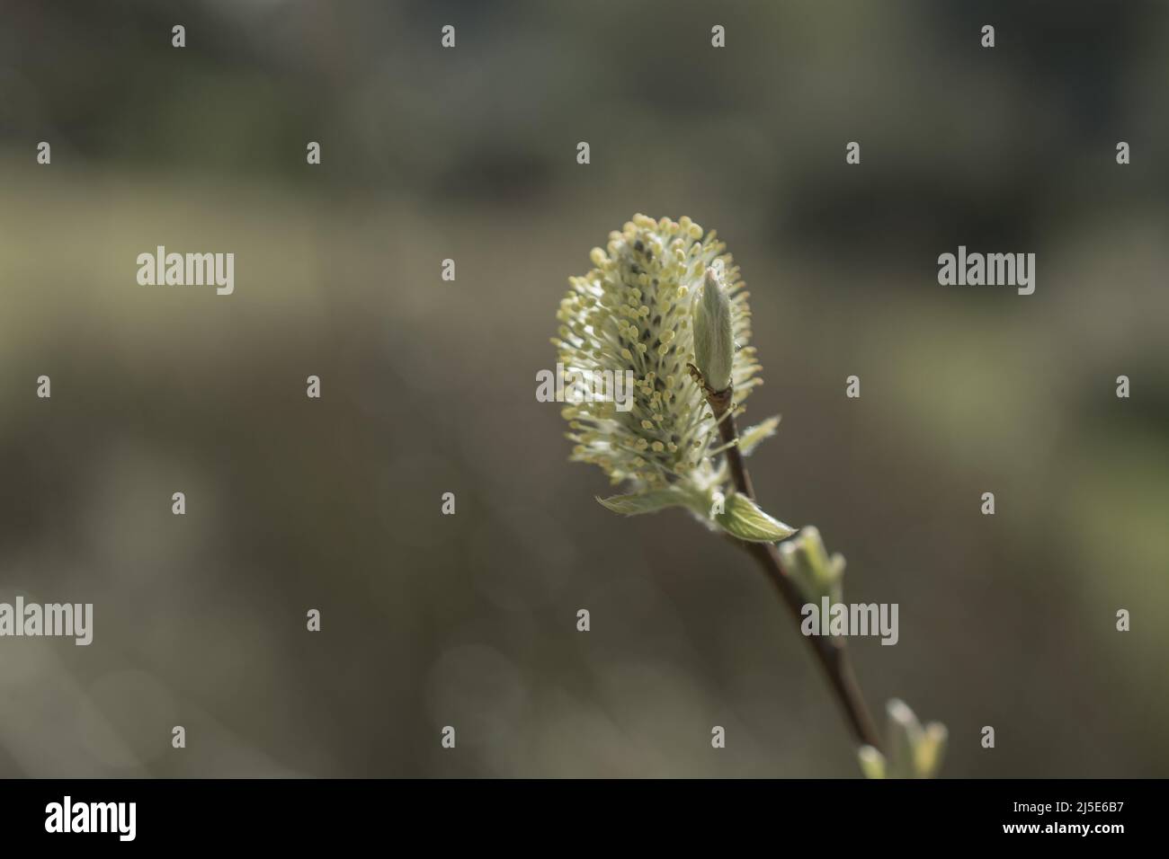 photo of natural spring background Stock Photo - Alamy
