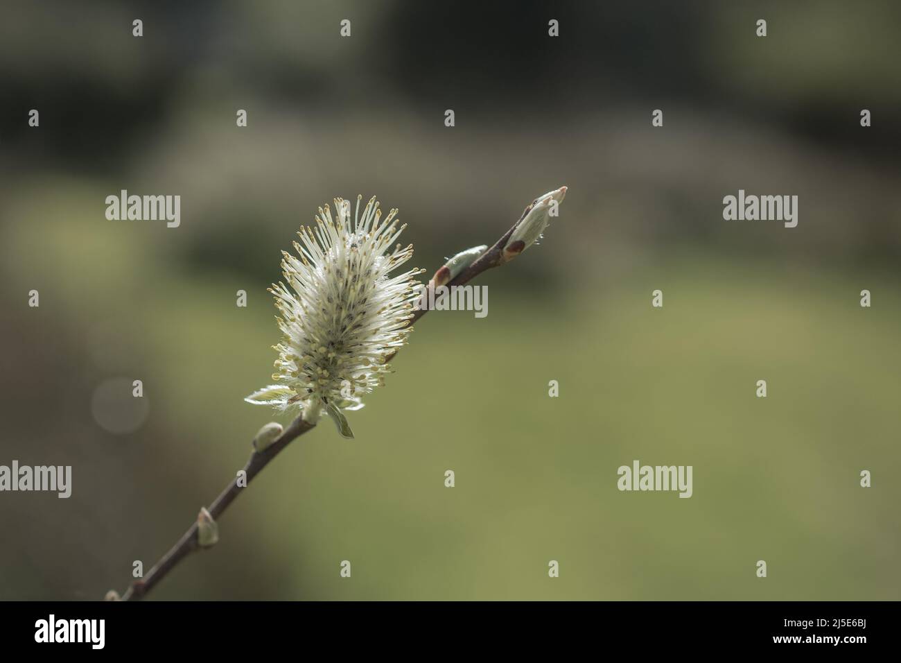 photo of natural spring background Stock Photo - Alamy