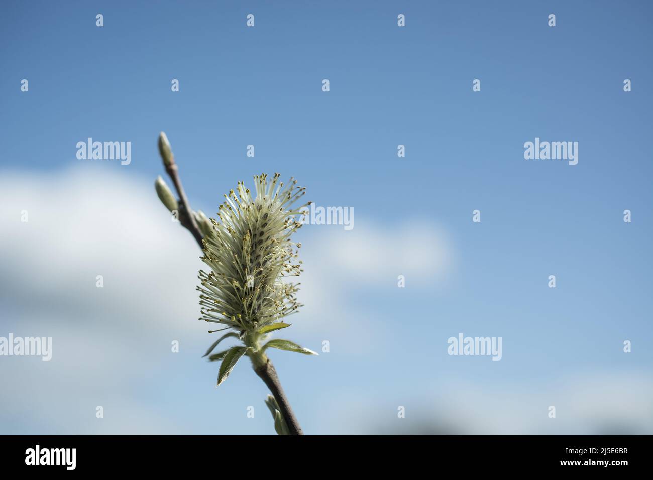 photo of natural spring background Stock Photo - Alamy