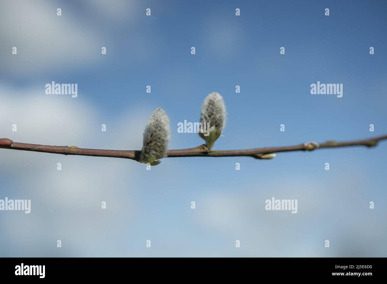 photo of natural spring background Stock Photo - Alamy