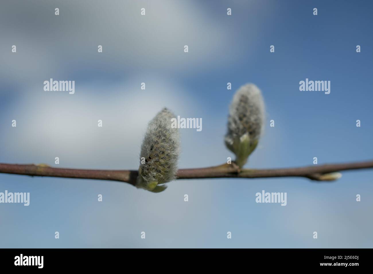 photo of natural spring background Stock Photo - Alamy