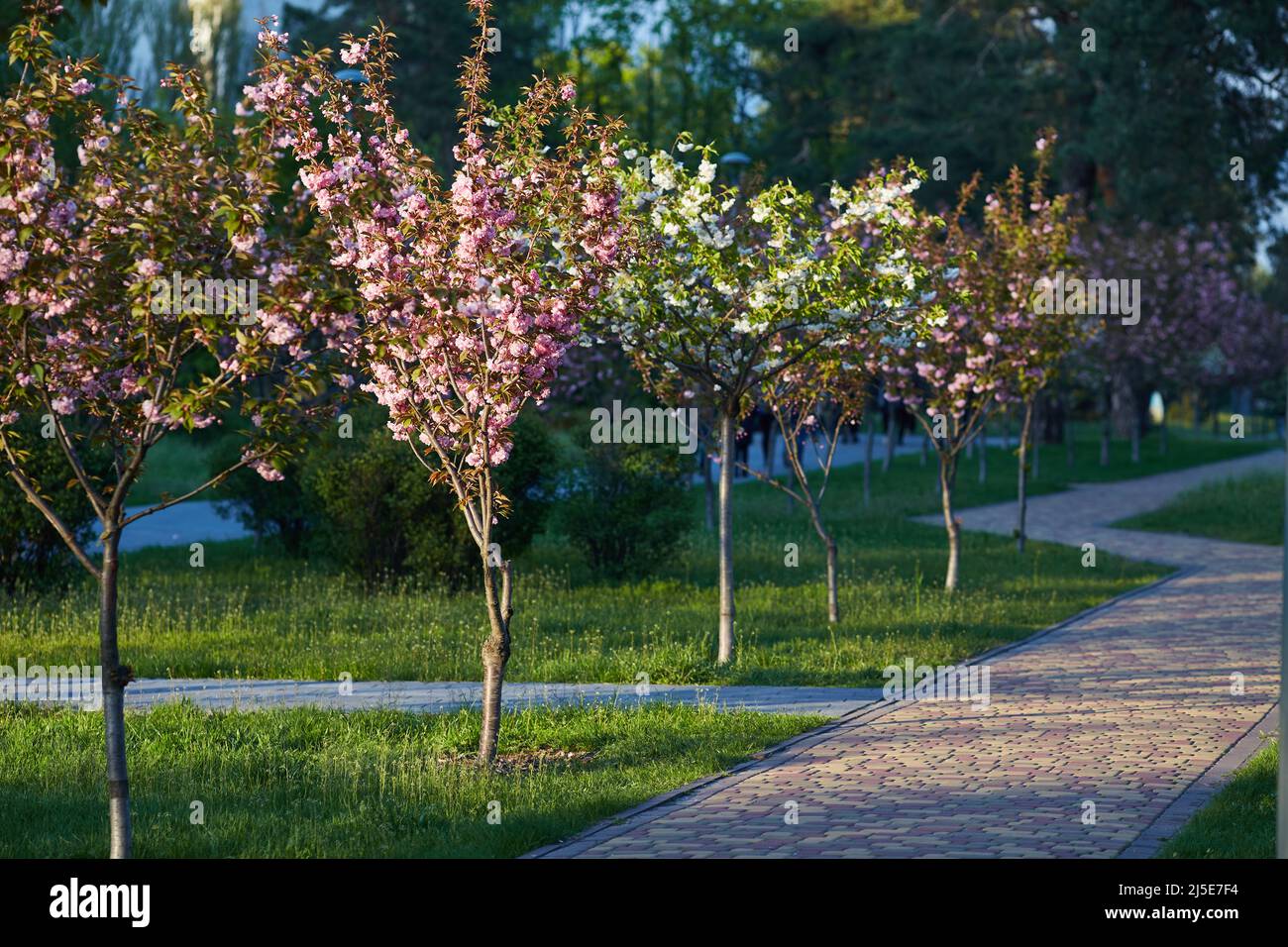 image of a park with an alley of pink flowering sakura trees. spring ...