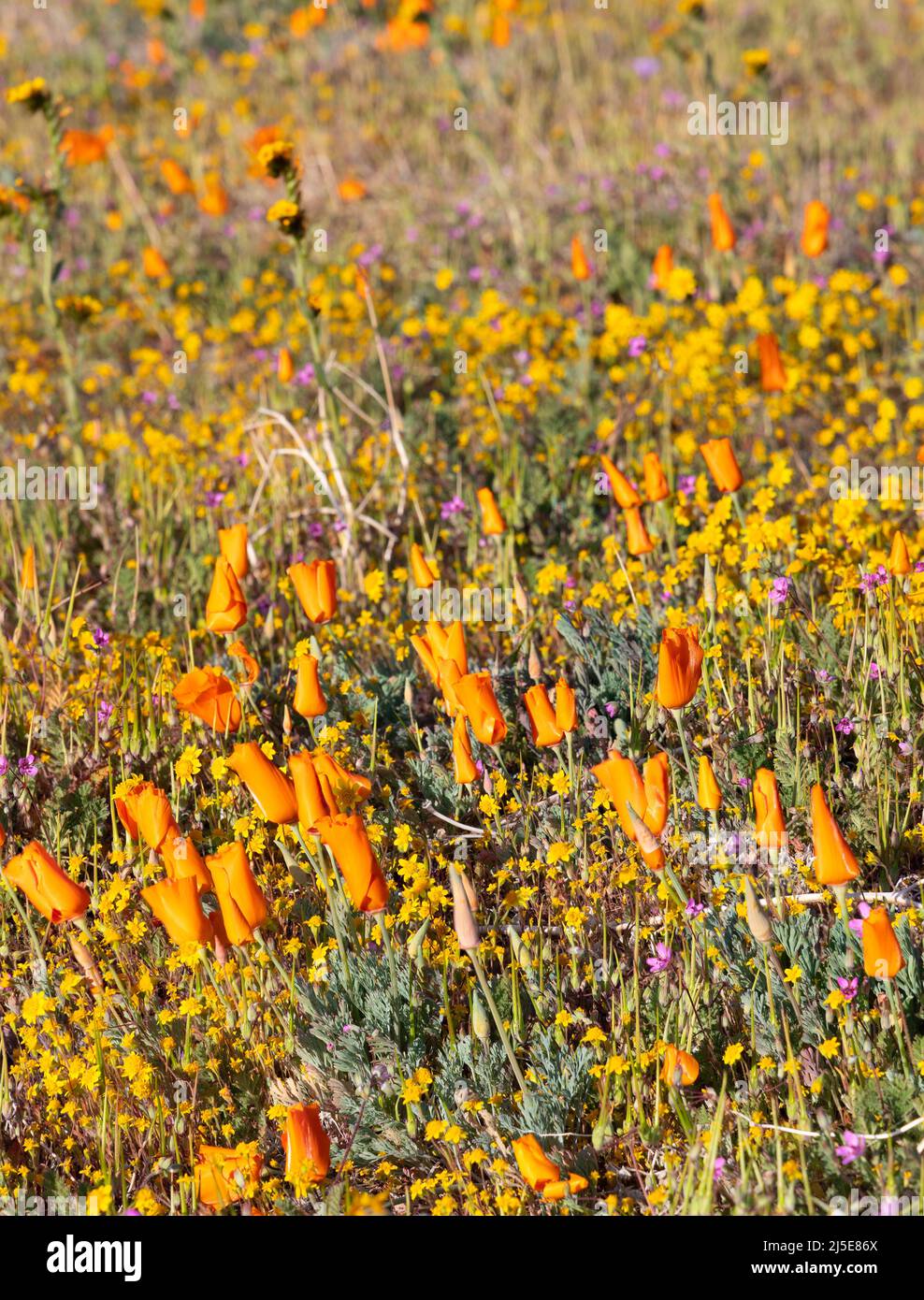 California golden poppies Stock Photo - Alamy
