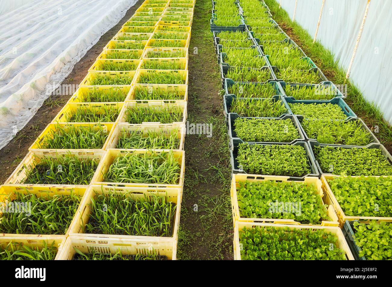 Organic vegetable seedlings in boxes, greenhouse plantation Stock Photo ...