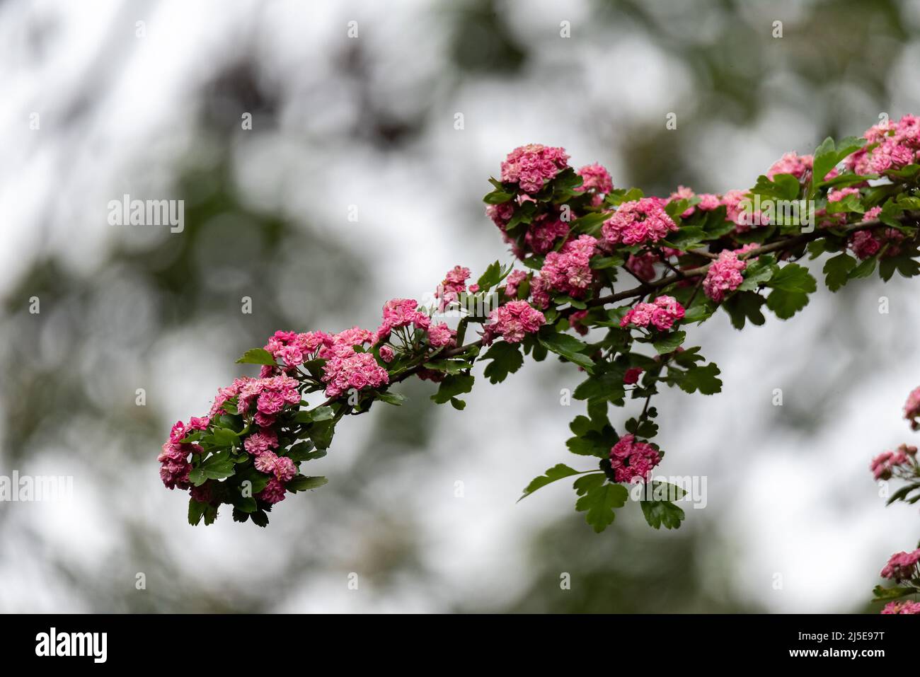 Blooming Japanese Hawthorn. Pink dense flowers on the branches of the ...