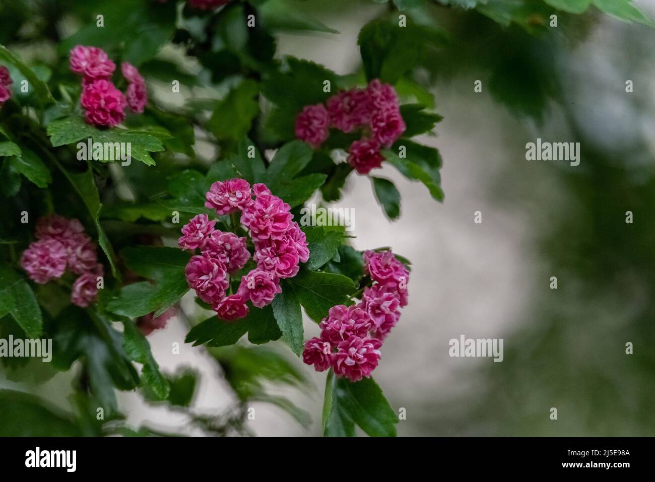 Blooming Japanese Hawthorn. Pink dense flowers on the branches of the ...
