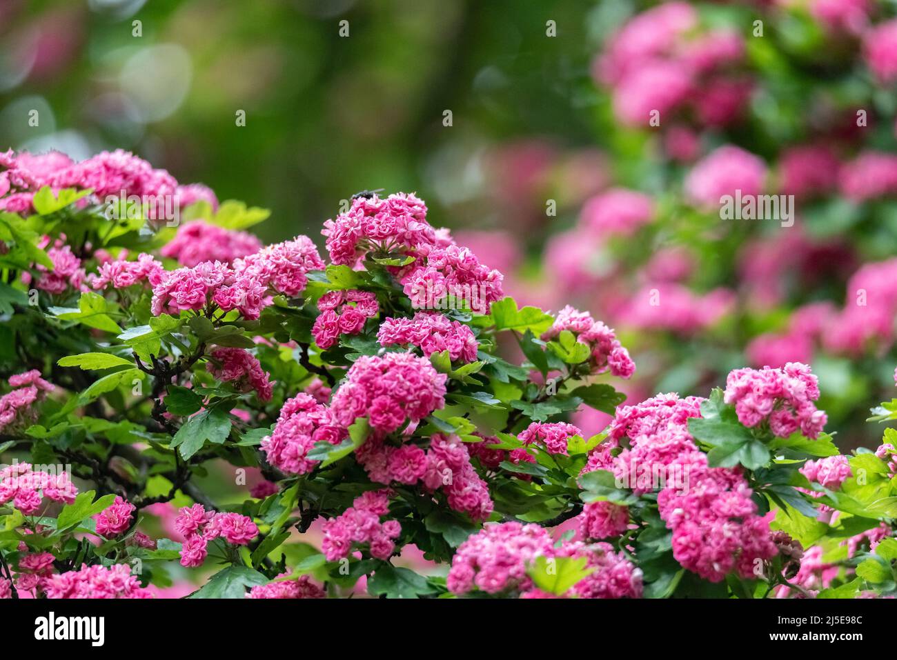 Blooming Japanese Hawthorn. Pink dense flowers on the branches of the ...