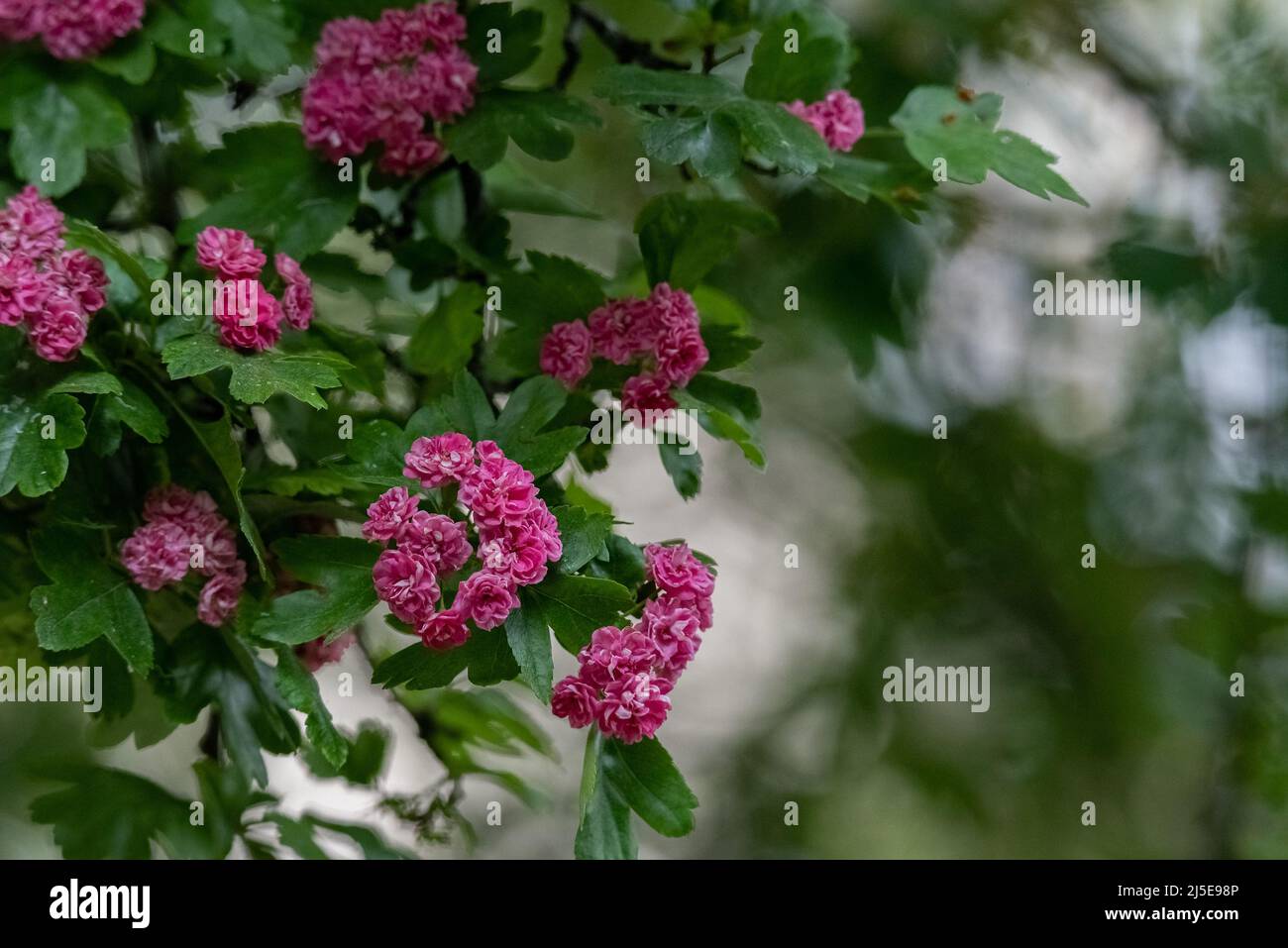 Blooming Japanese Hawthorn. Pink dense flowers on the branches of the ...