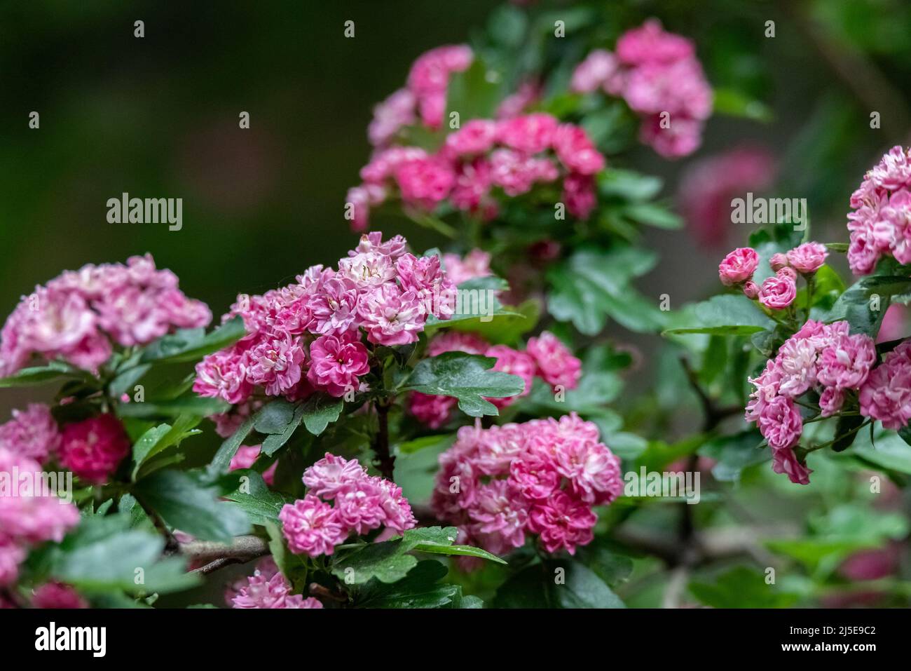 Blooming Japanese Hawthorn. Pink dense flowers on the branches of the ...
