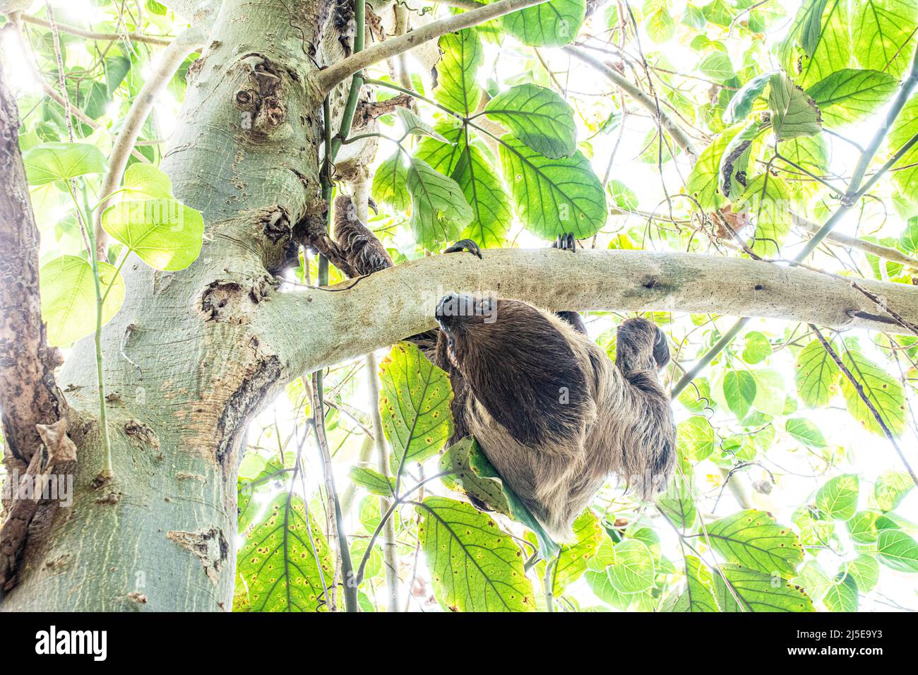 Canopy of trees hi-res stock photography and images - Alamy