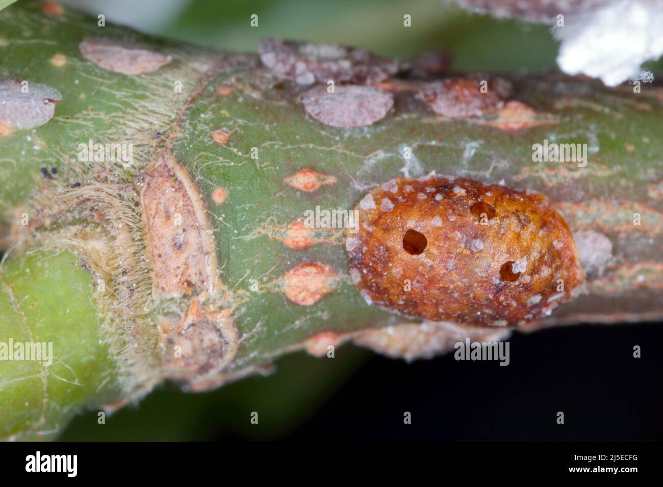 Soft scale insects hi-res stock photography and images - Alamy