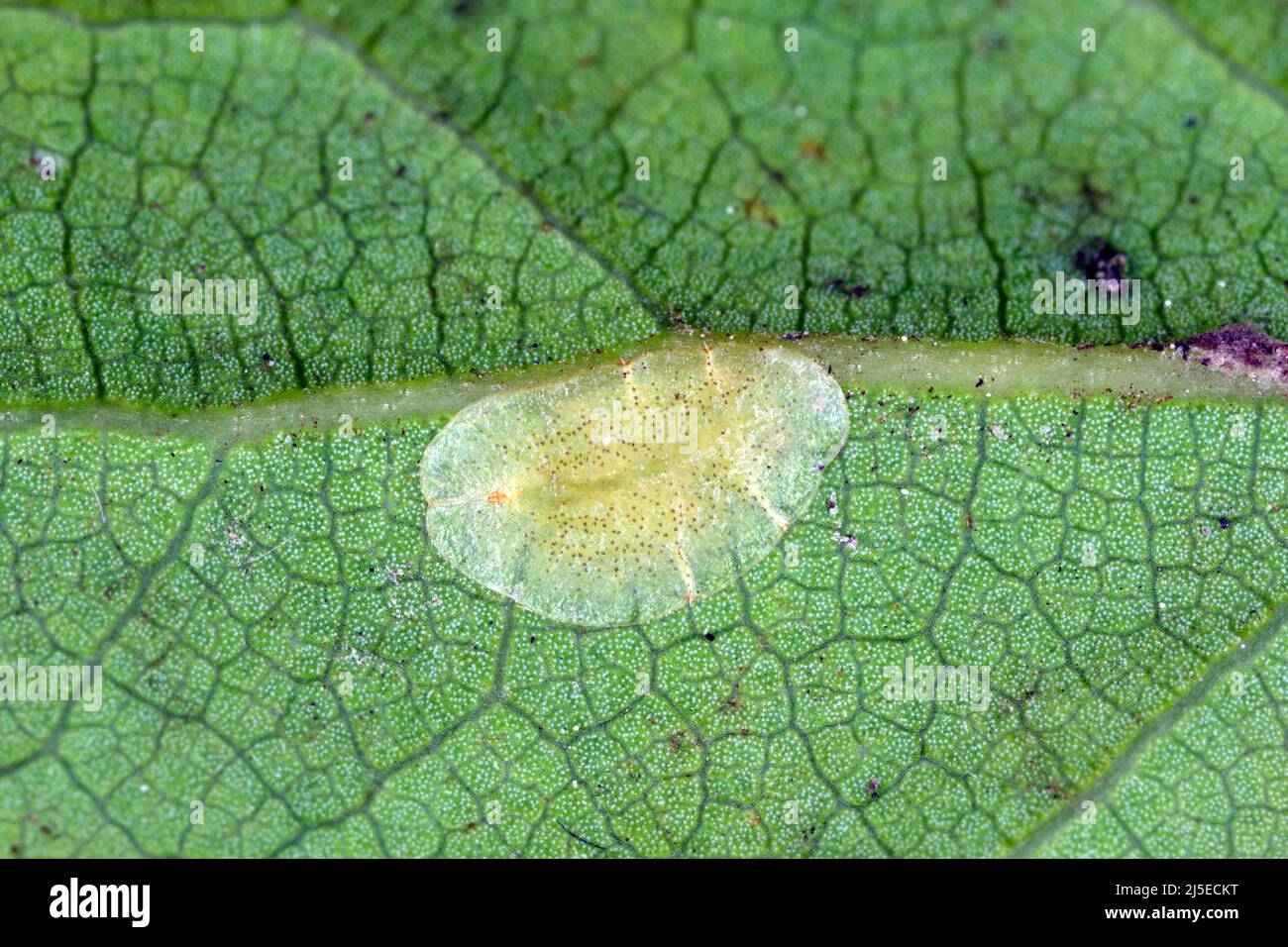 Soft scale insects hi-res stock photography and images - Alamy