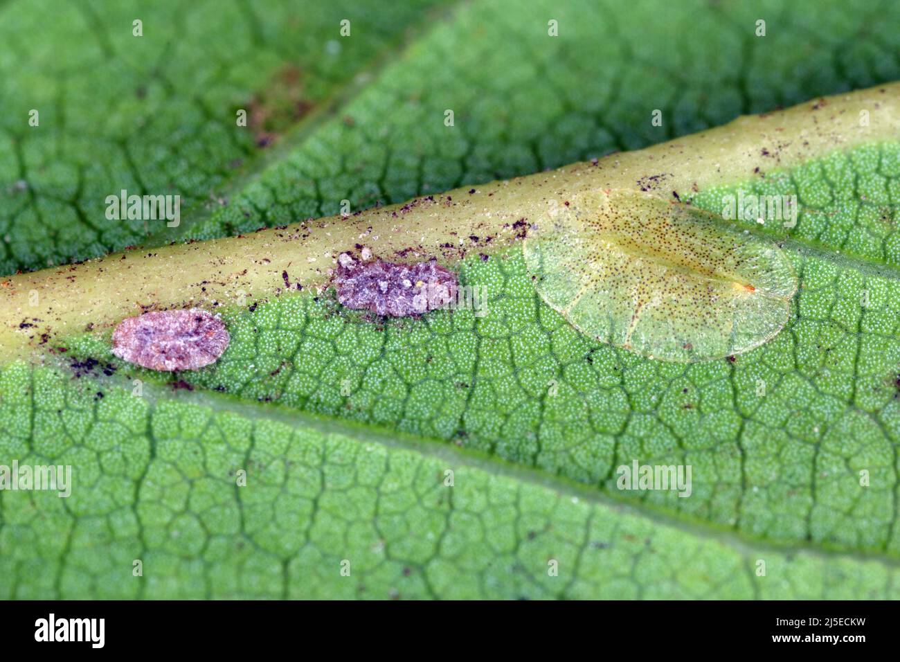 Scale insects (Coccidae) on a magnolia in the garden. They are ...