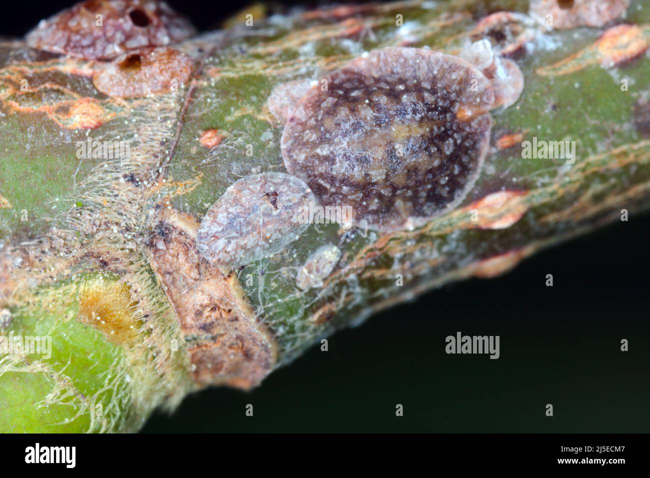 Soft scale insects hi-res stock photography and images - Alamy