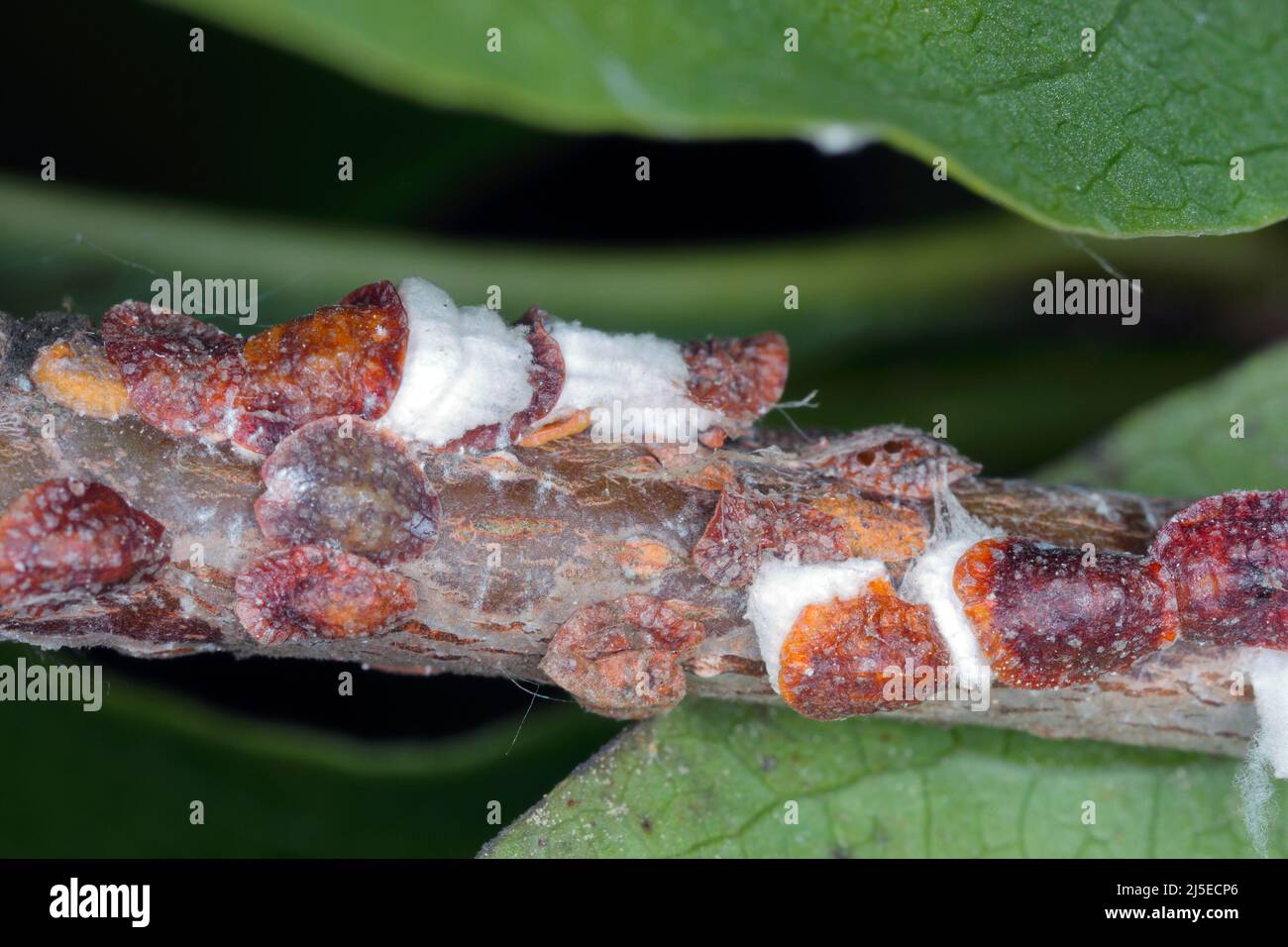 Scale insects (Coccidae) on a magnolia in the garden. They are ...