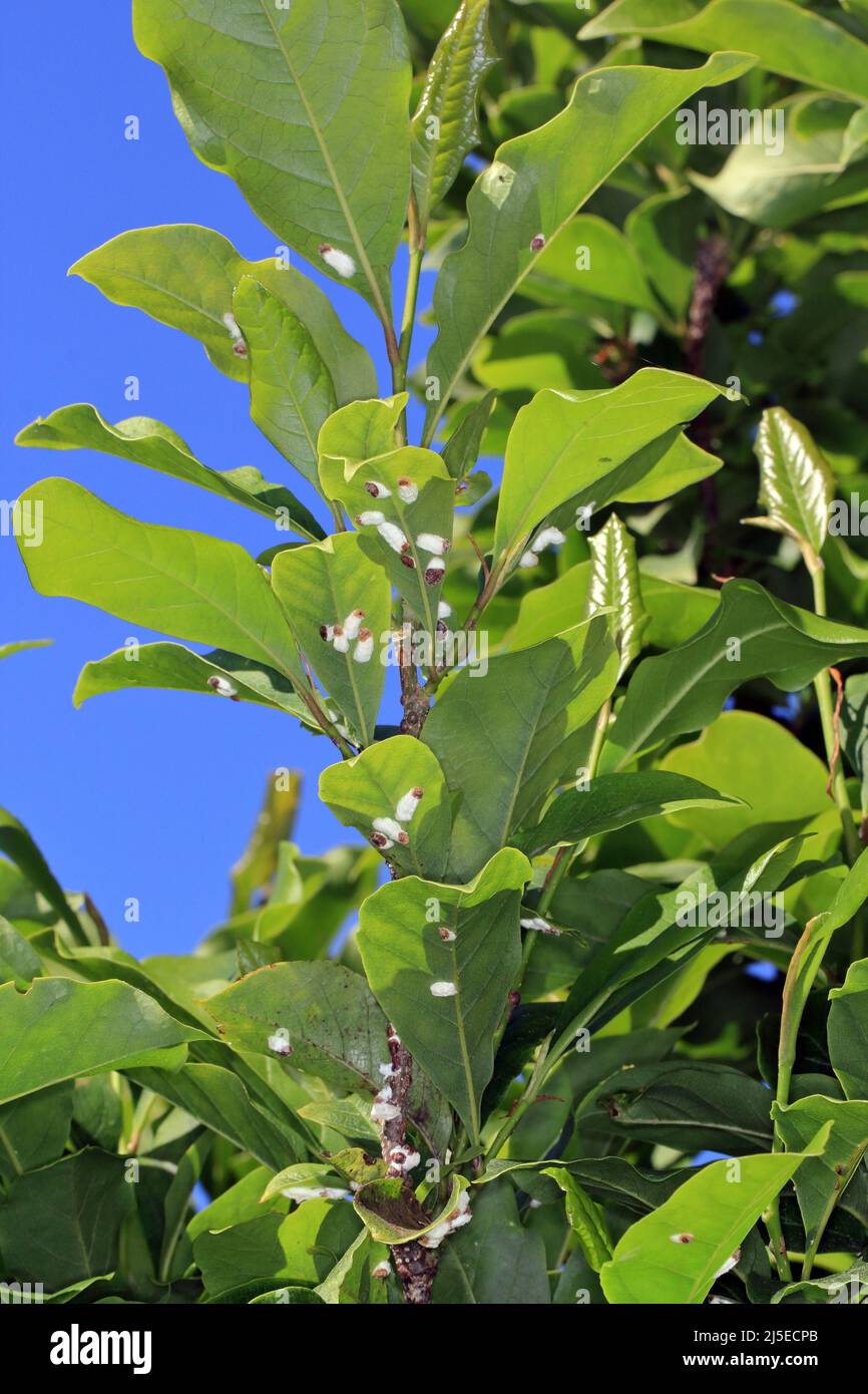 Scale insects (Coccidae) on a magnolia in the garden. They are ...