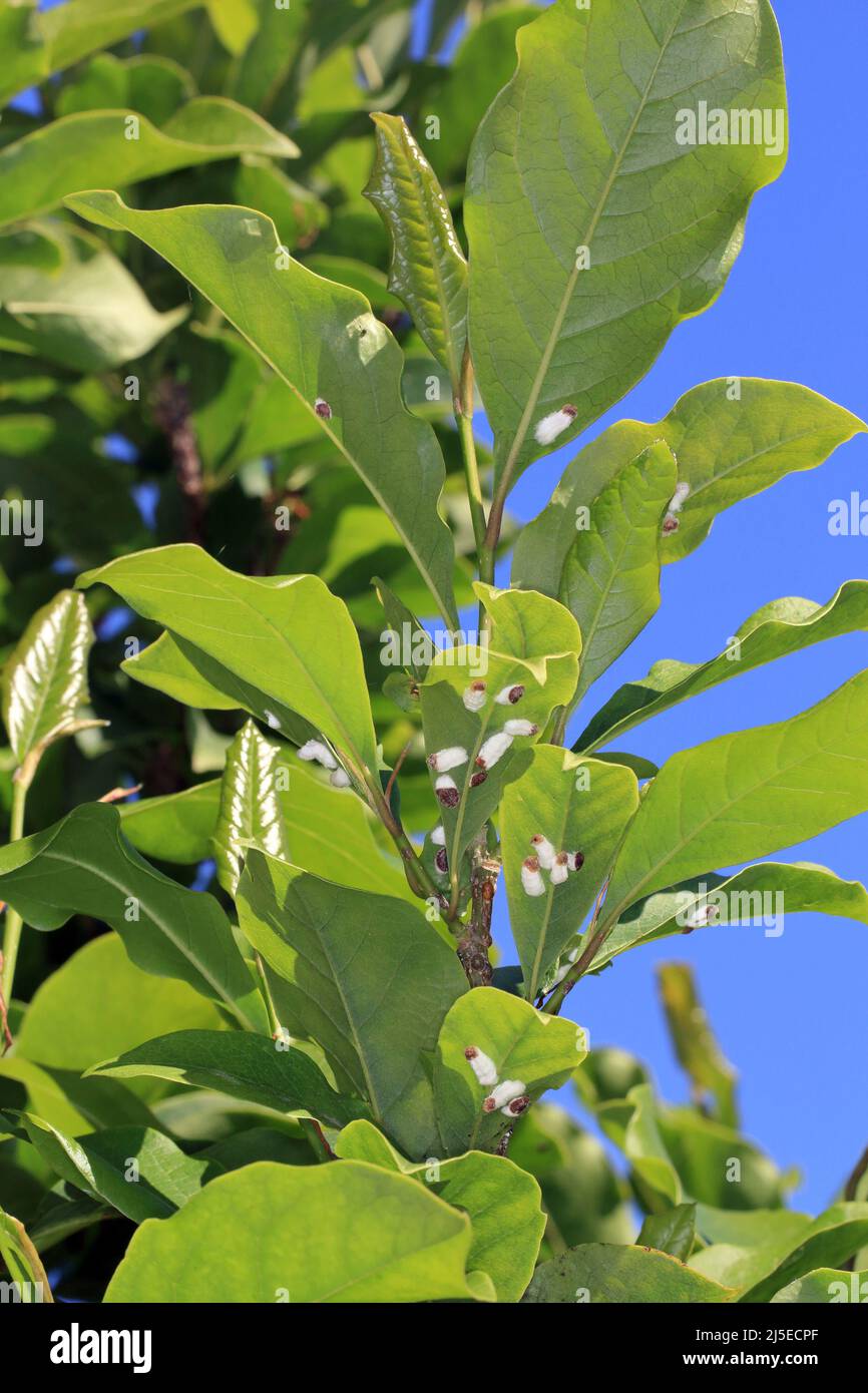 Soft scale insects hi-res stock photography and images - Alamy