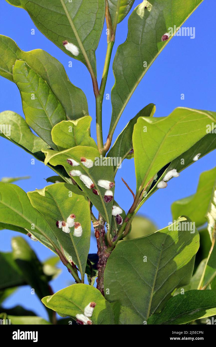 Scale insects (Coccidae) on a magnolia in the garden. They are ...