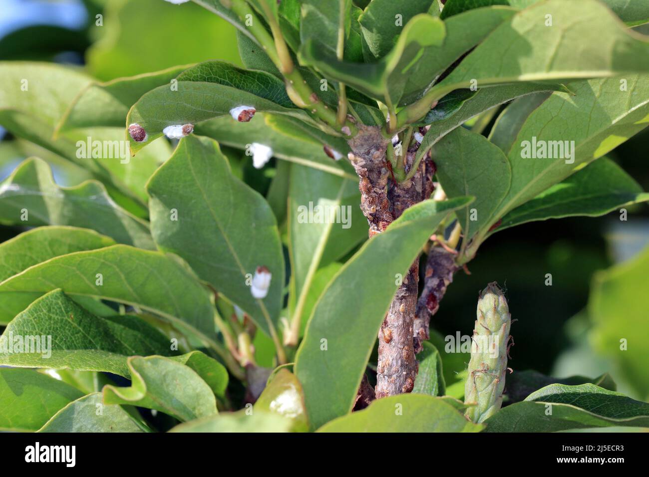 Soft scale insects hi-res stock photography and images - Alamy