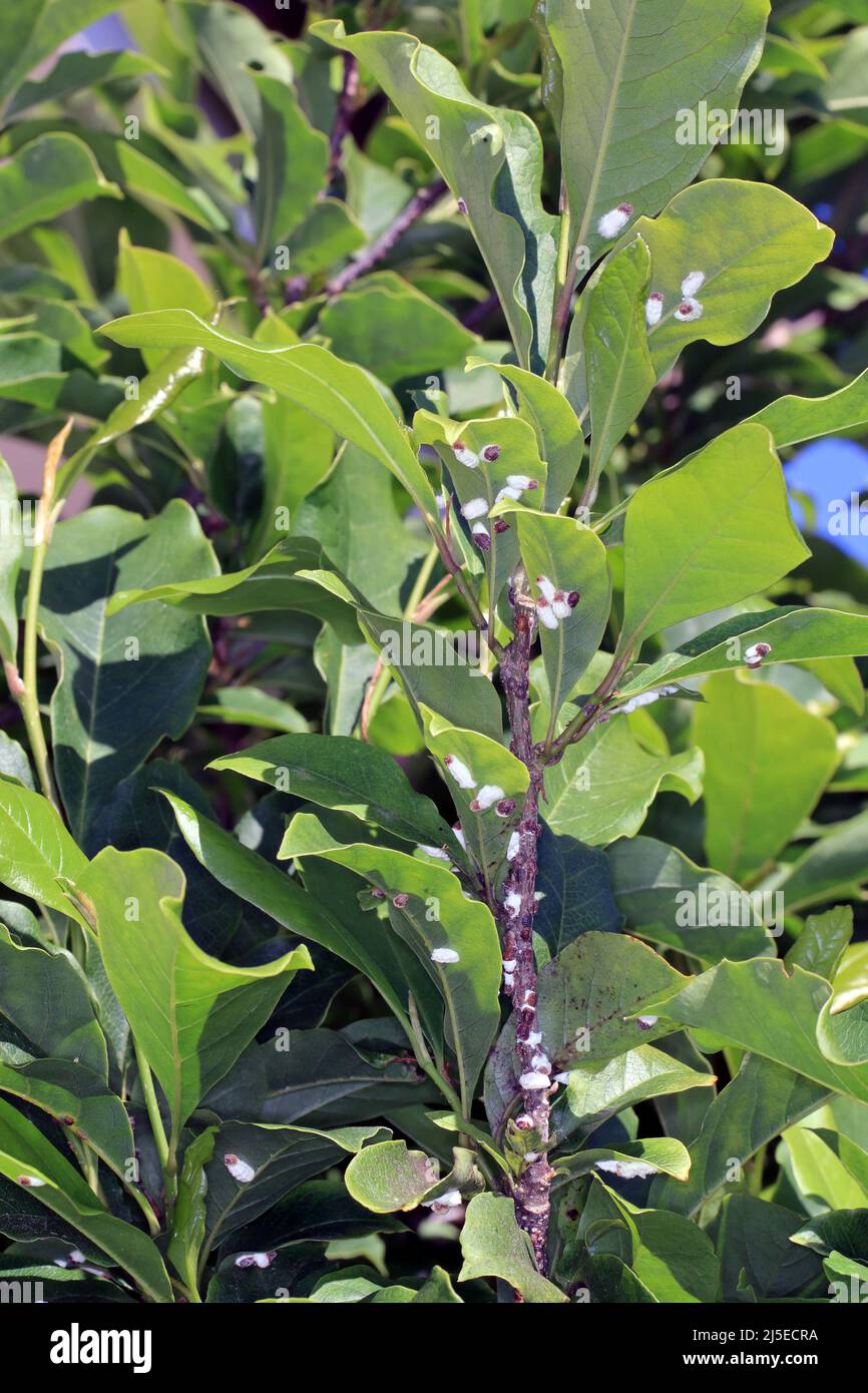 Soft scale insects hi-res stock photography and images - Alamy