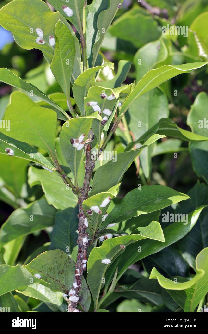 Soft scale insects hi-res stock photography and images - Alamy