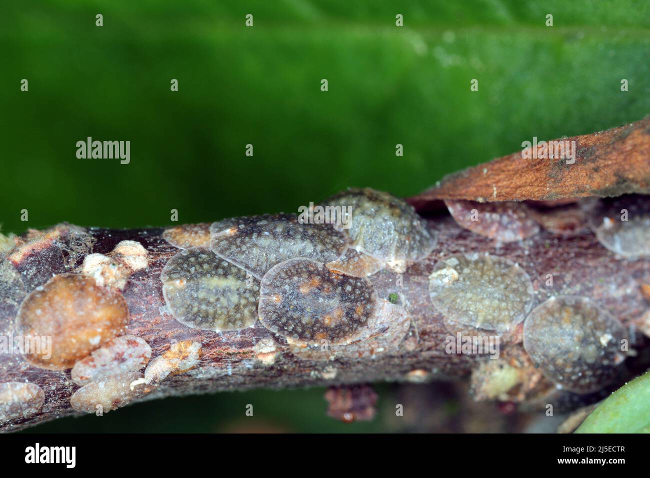 Scale insects (Coccidae) on a magnolia in the garden. They are ...