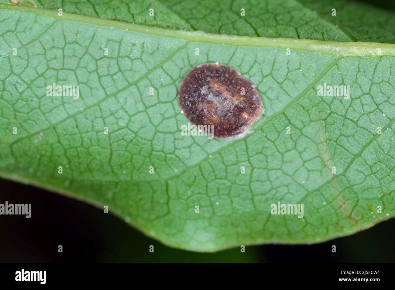 Scale insects (Coccidae) on a magnolia in the garden. They are ...