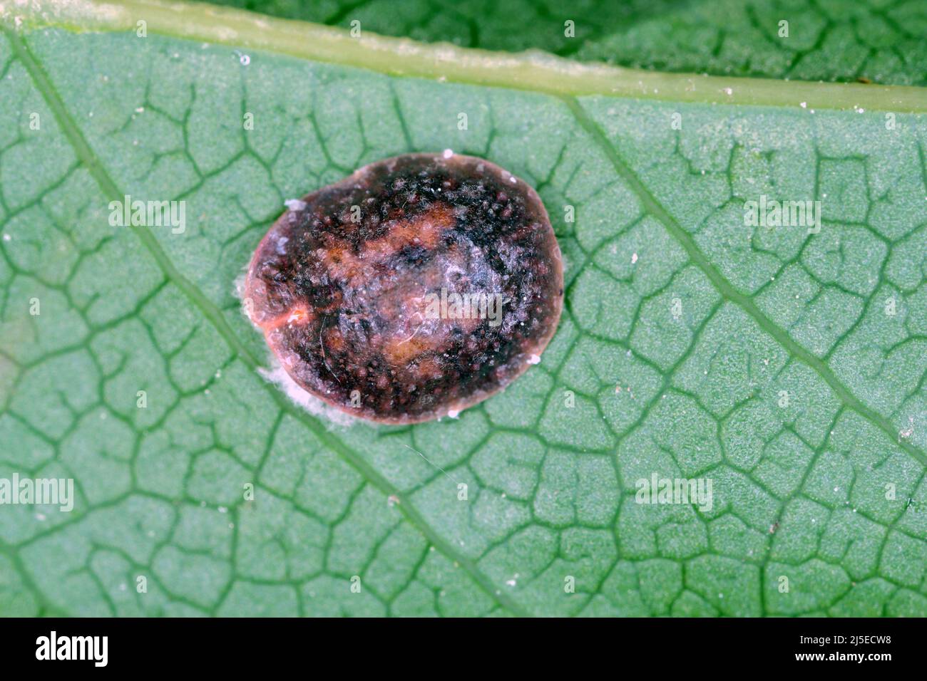 Scale insects (Coccidae) on a magnolia in the garden. They are ...