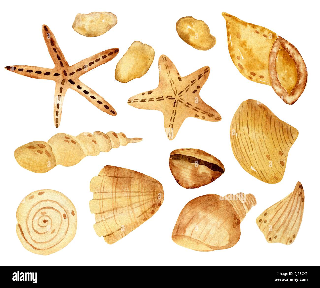Watercolor sea shells set. Collection of sea shells, stars and stones ...