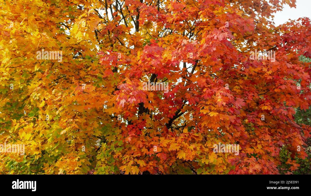 Autumn maple with colorful leaves and large branches Stock Photo - Alamy