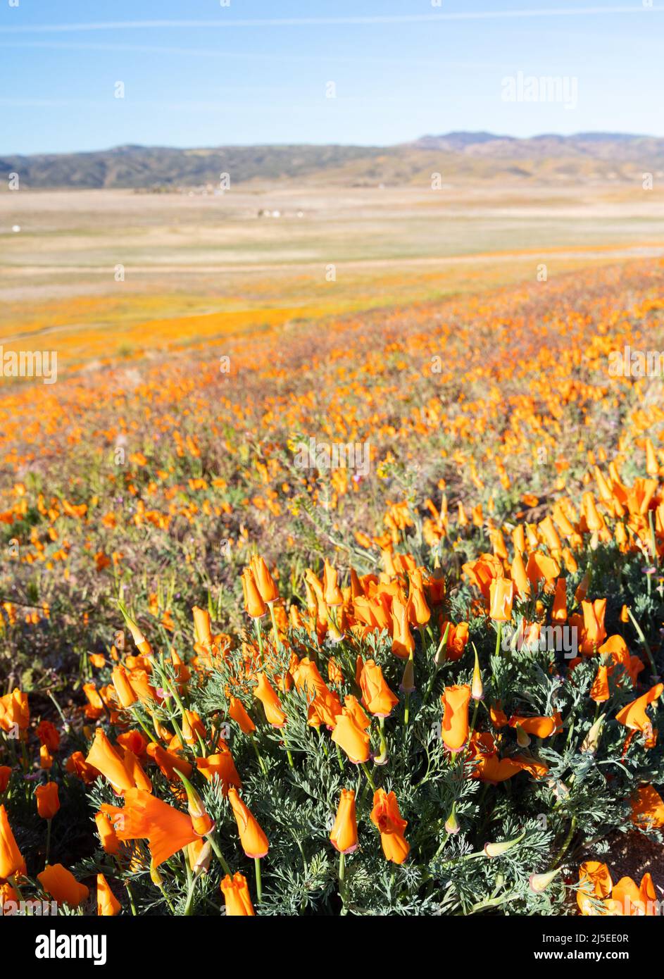 California golden poppies Stock Photo - Alamy
