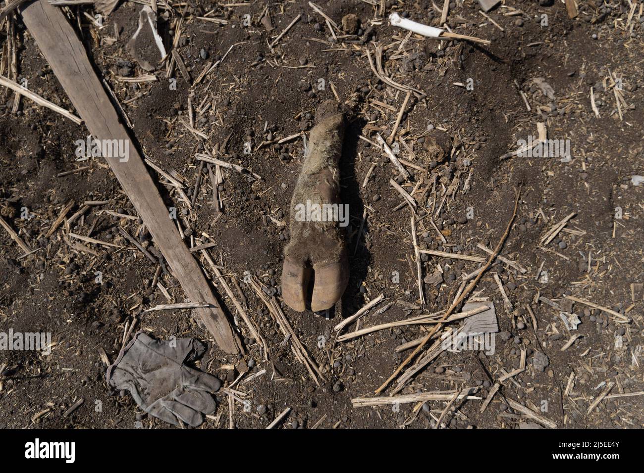 Til Til, Metropolitana, Chile. 20th Apr, 2022. The leg of a cattle in ...