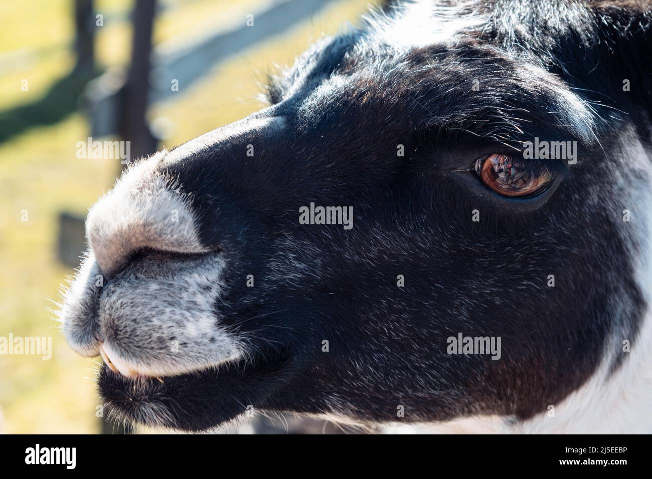 Beautiful portrait of lama close up. Lama and farm background Stock ...
