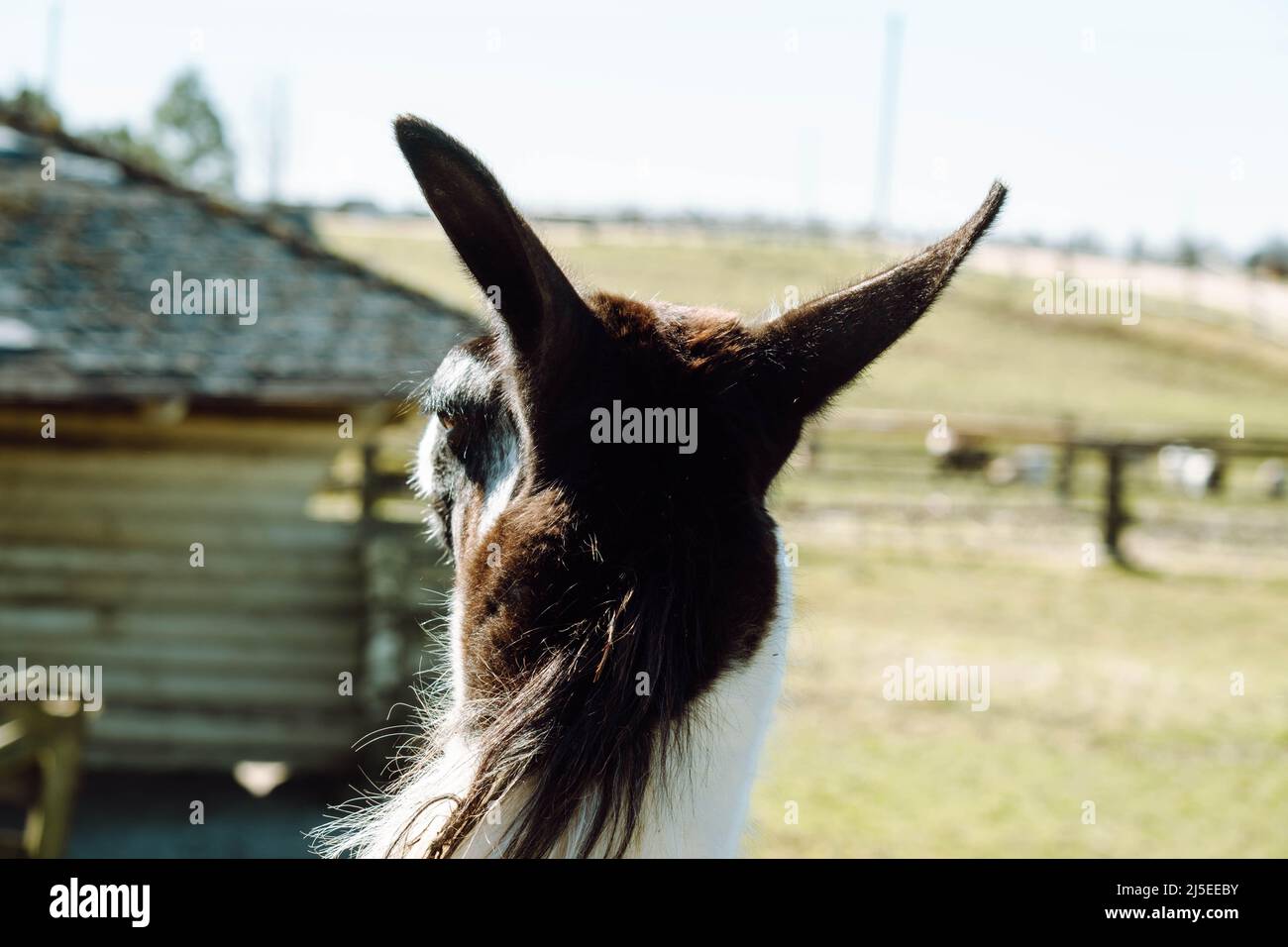 Beautiful portrait of lama close up. Lama and farm background Stock ...