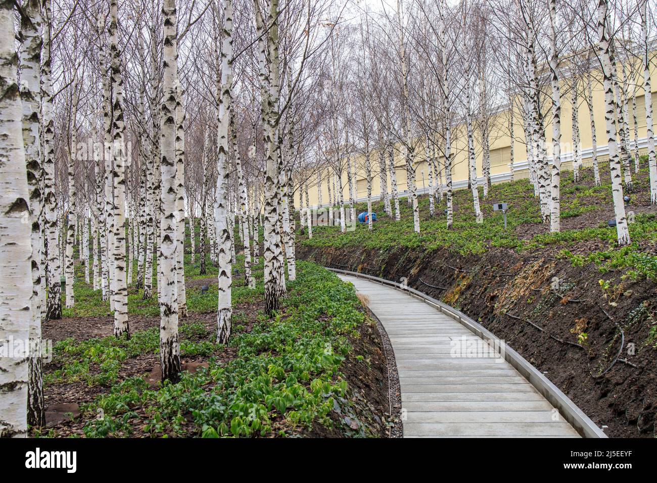 Tall modern winding staircase with railings in a birch grove Stock ...