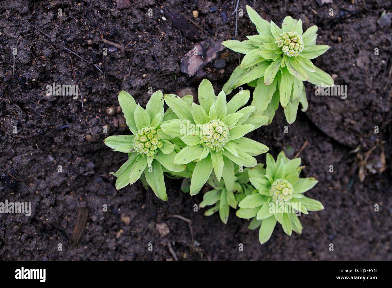 Petasites japonicus, also known as butterbur, giant butterbur, great ...