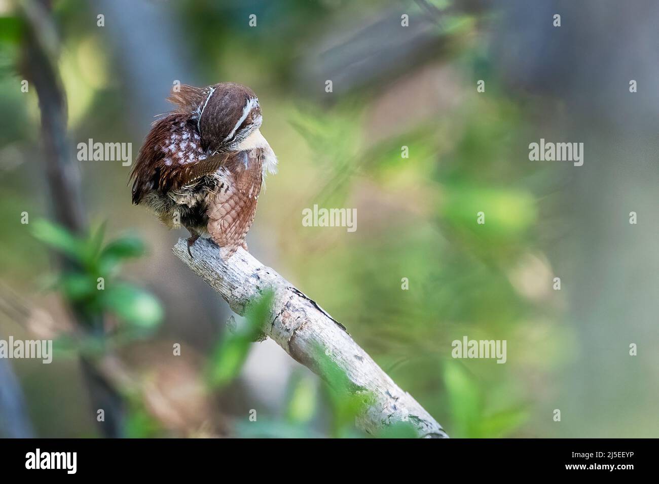 Wren spring hi-res stock photography and images - Alamy