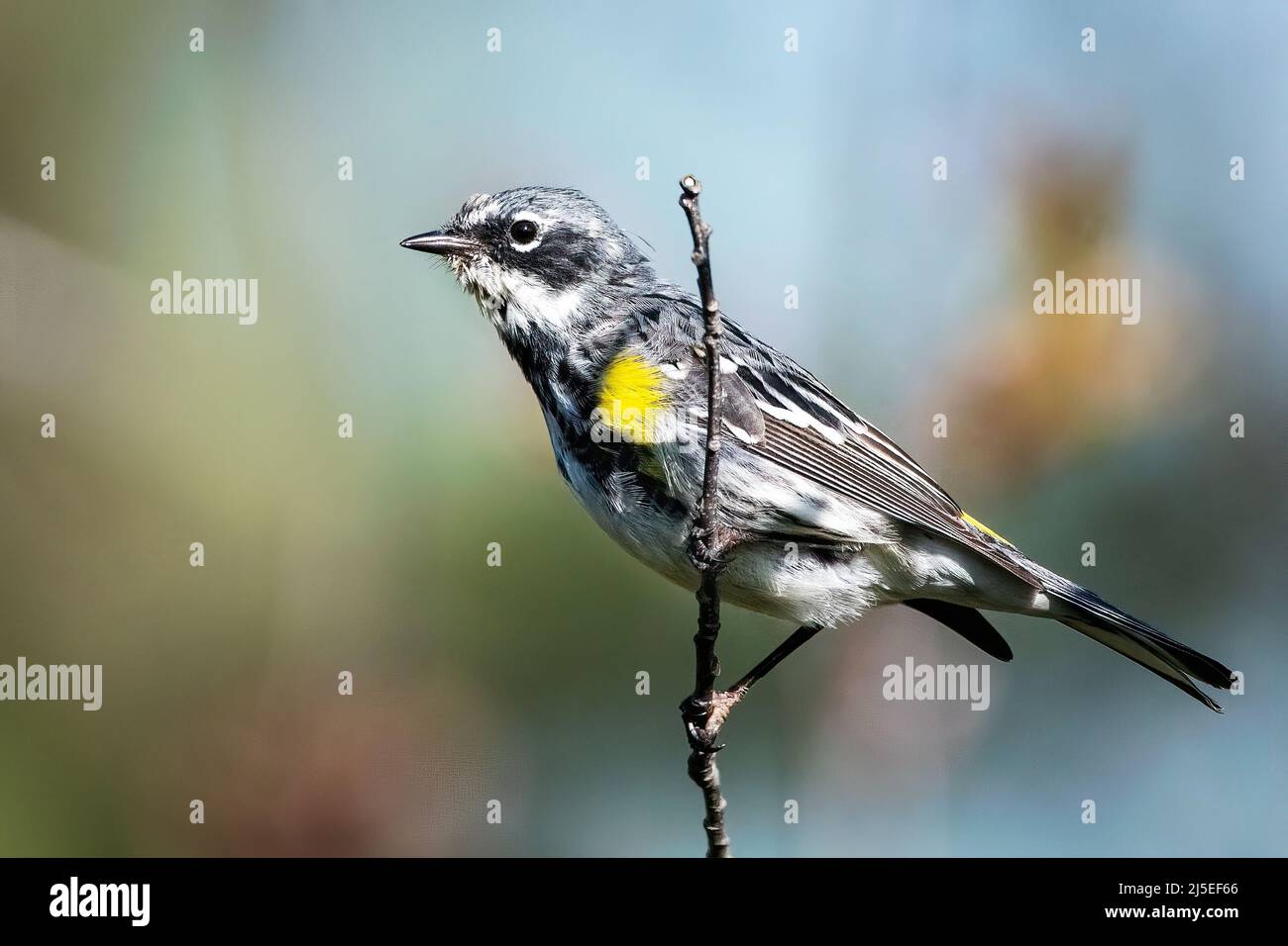 Yellow-rumped warbler during spring migration Stock Photo - Alamy