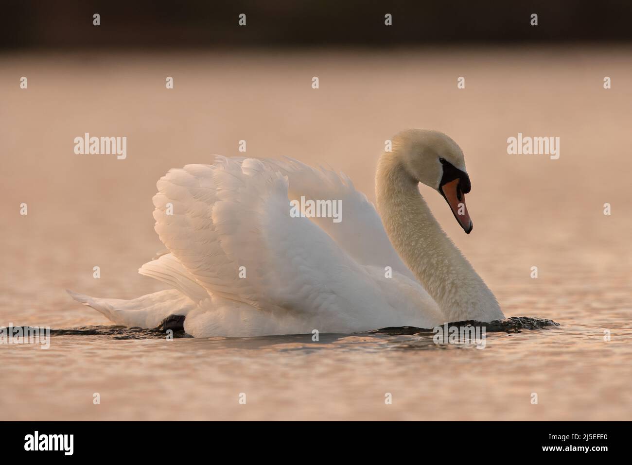 The mute swan is a species of swan and a member of the waterfowl family ...